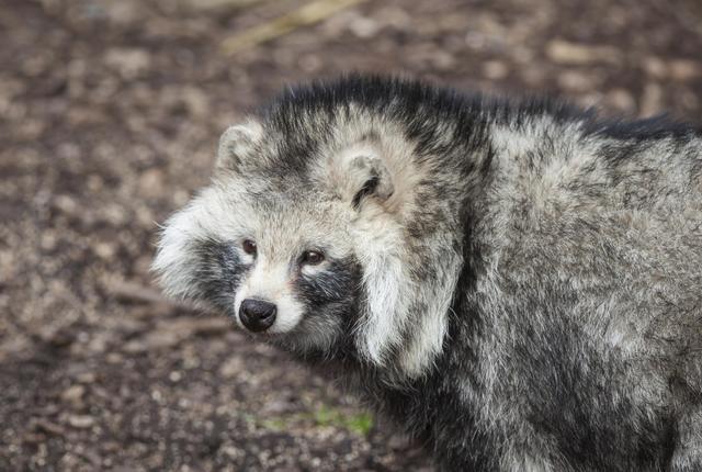 Perro mapache: Cinco animales que no sabías que existen | TopCinco.es